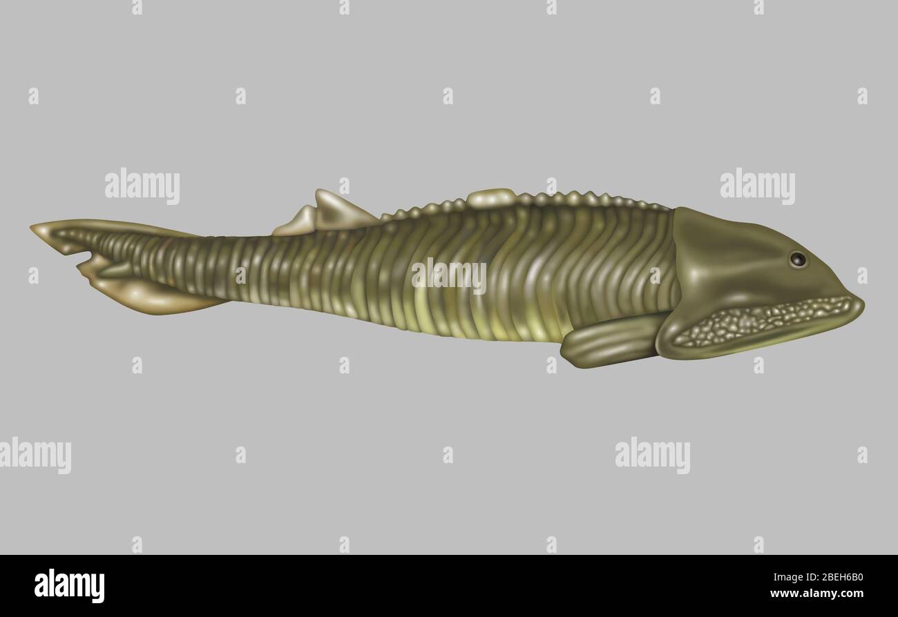 Hemicyclaspis hi-res stock photography and images - Alamy