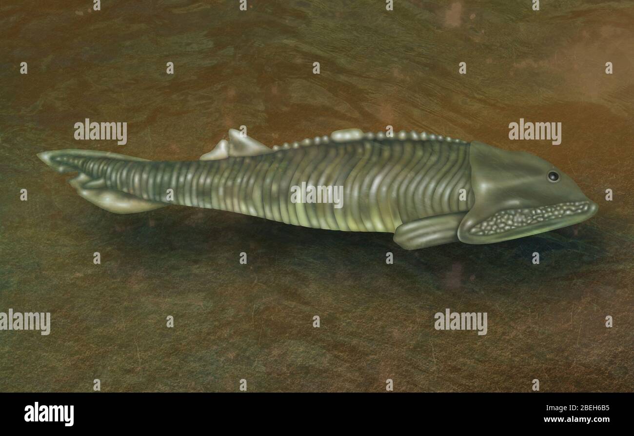 Hemicyclaspis hi-res stock photography and images - Alamy
