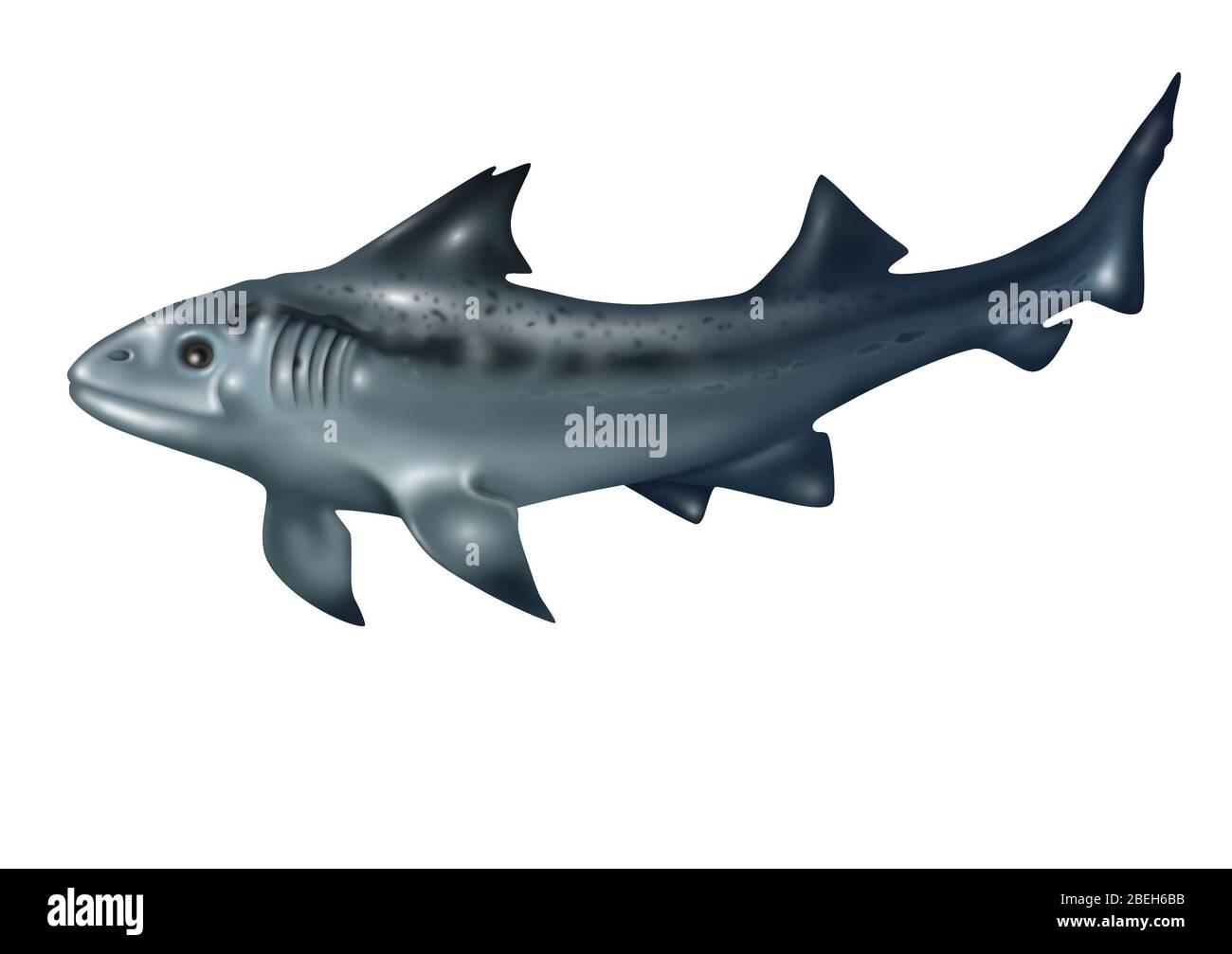Extinct shark species hi-res stock photography and images - Alamy