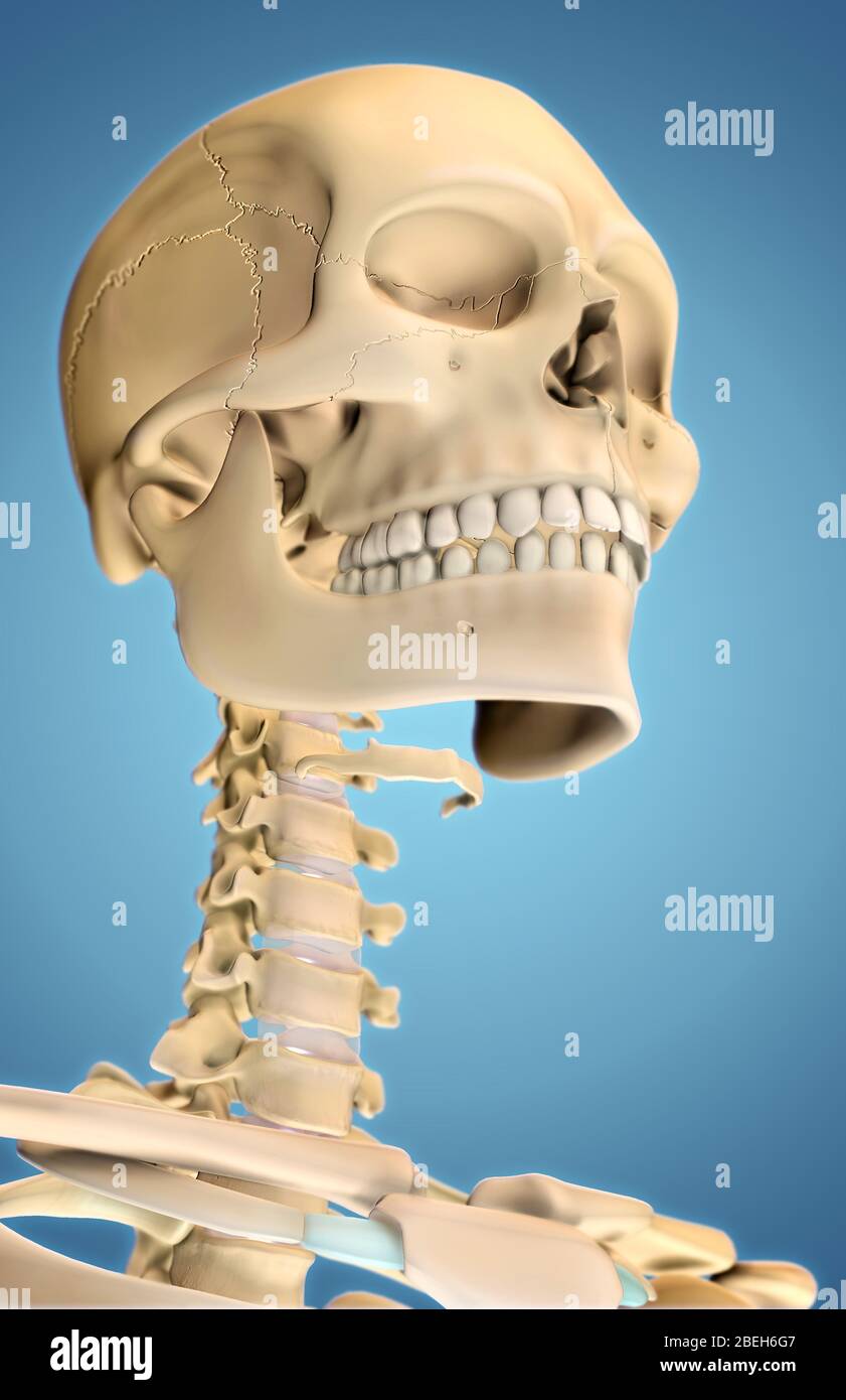 Hyoid skeleton hi-res stock photography and images - Alamy