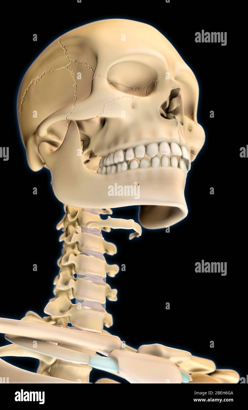 Human neck anatomy hi-res stock photography and images - Alamy