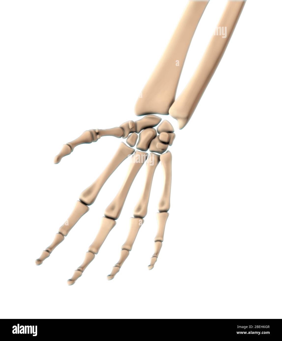 Bones of the wrist palmar view Cut Out Stock Images & Pictures - Alamy