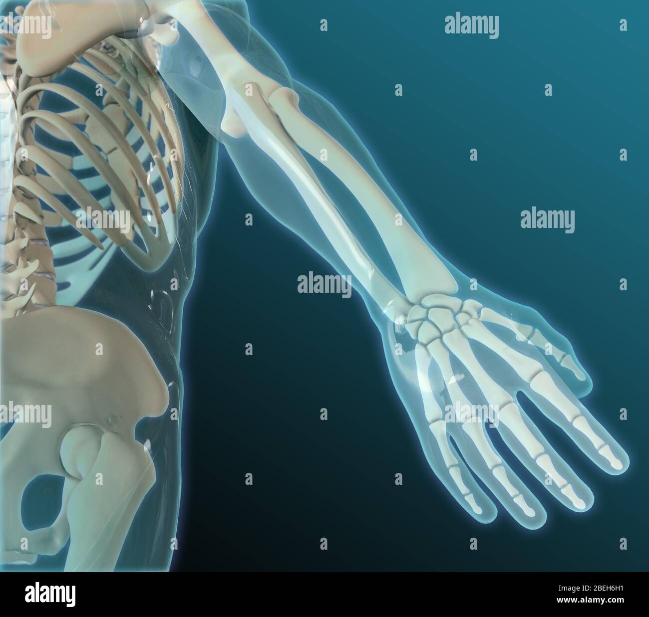 Bones of the Arm Stock Photo - Alamy