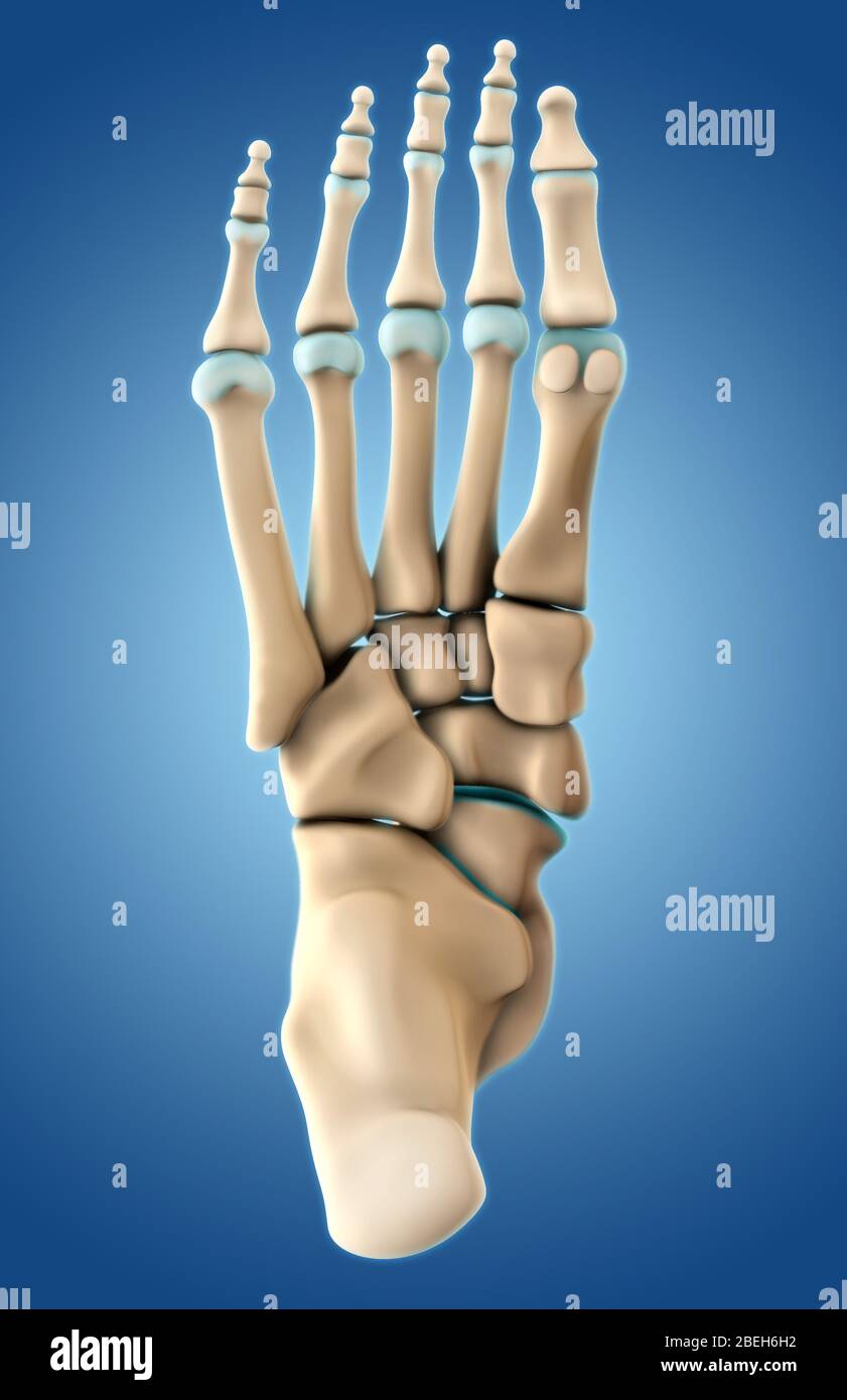 Bones of the Foot, Plantar View Stock Photo - Alamy