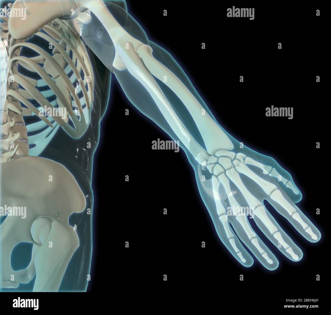 Bones of the Arm Stock Photo - Alamy