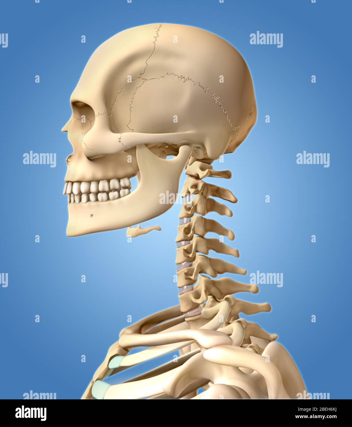 3d human head hi-res stock photography and images - Alamy