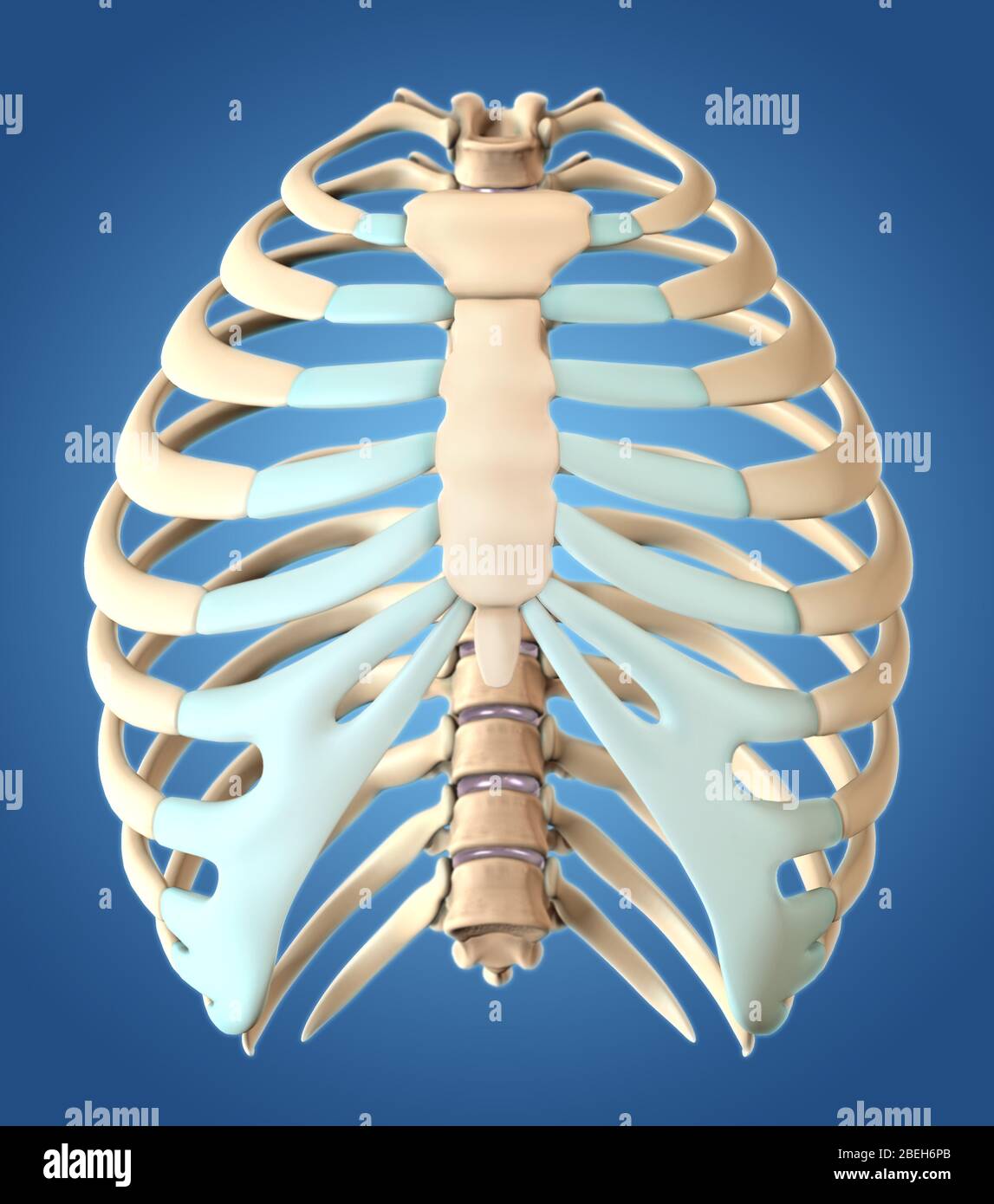 Rib cage, illustration Stock Photo - Alamy