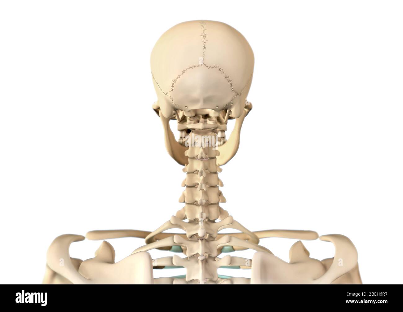 Human Skeleton, Head and Neck Stock Photo - Alamy