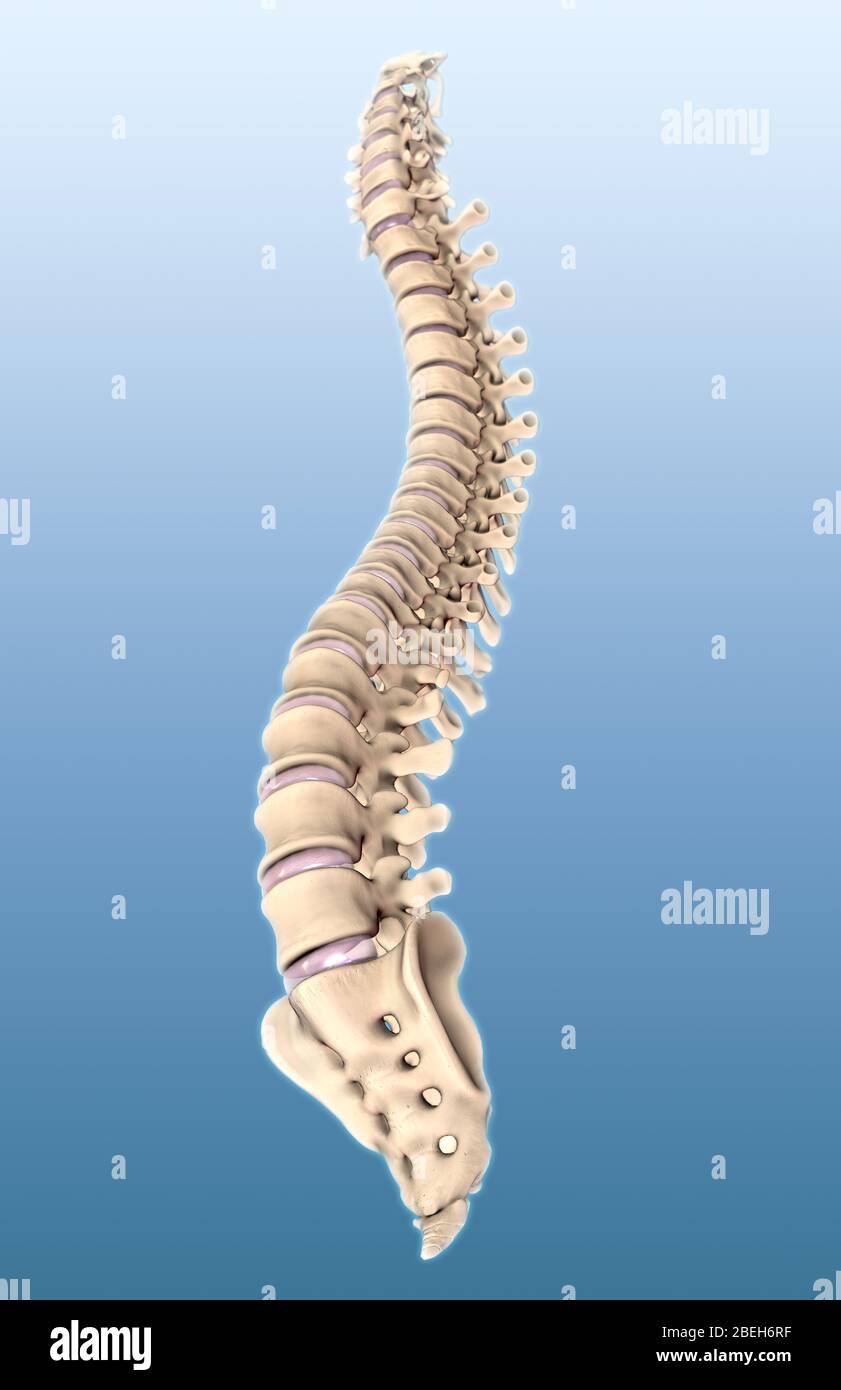 Lateral view lumbar vertebra hi-res stock photography and images - Alamy