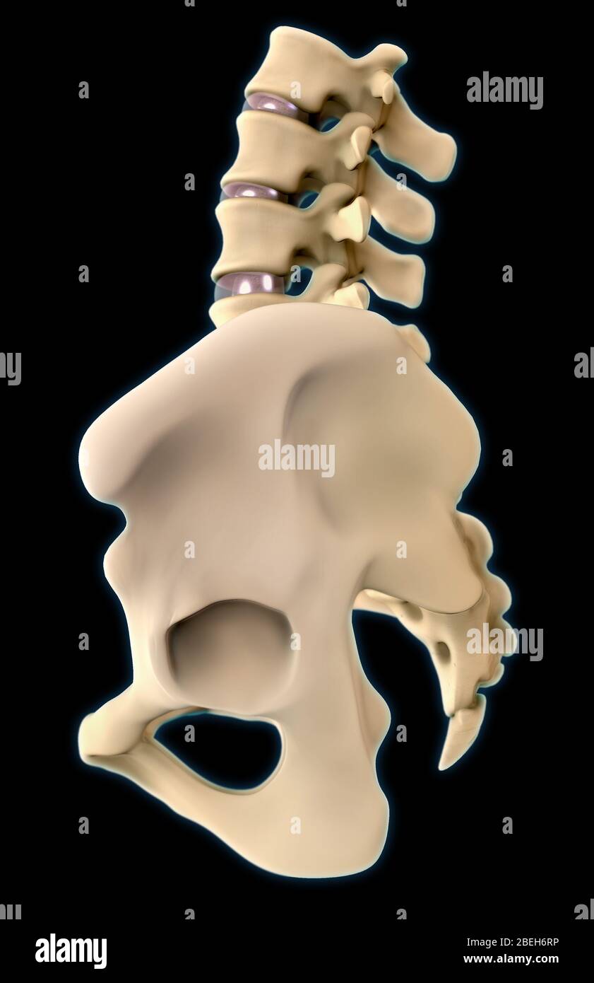 Hip bone anatomy hi-res stock photography and images - Alamy