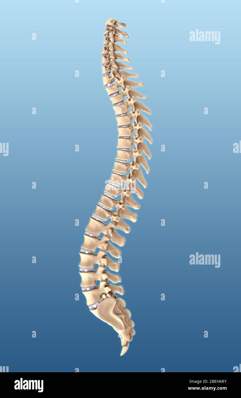 Vertebral column hi-res stock photography and images - Alamy