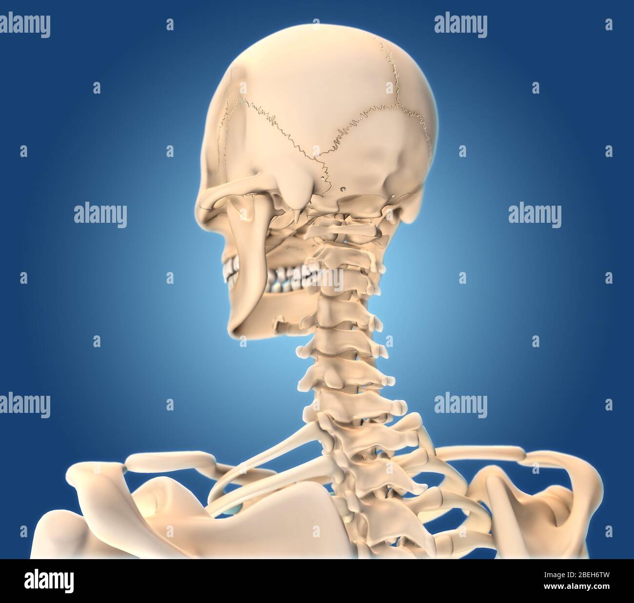Vertebral Column Head Stock Photos & Vertebral Column Head Stock Images ...