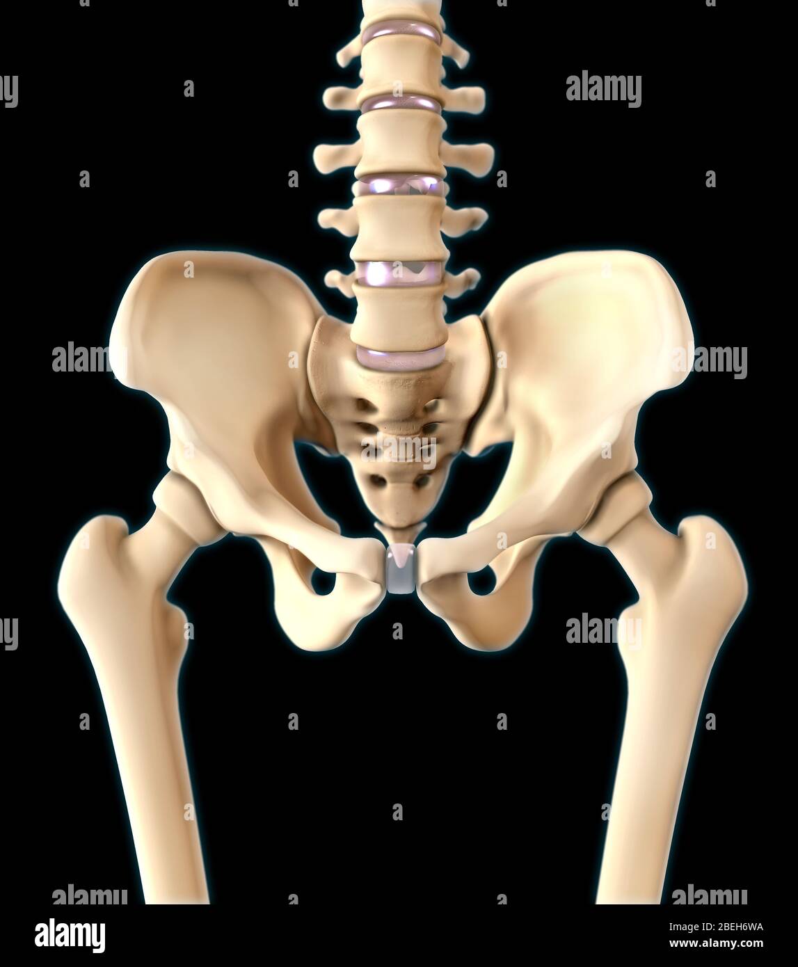 Bones of the Hip, Anterior View Stock Photo - Alamy
