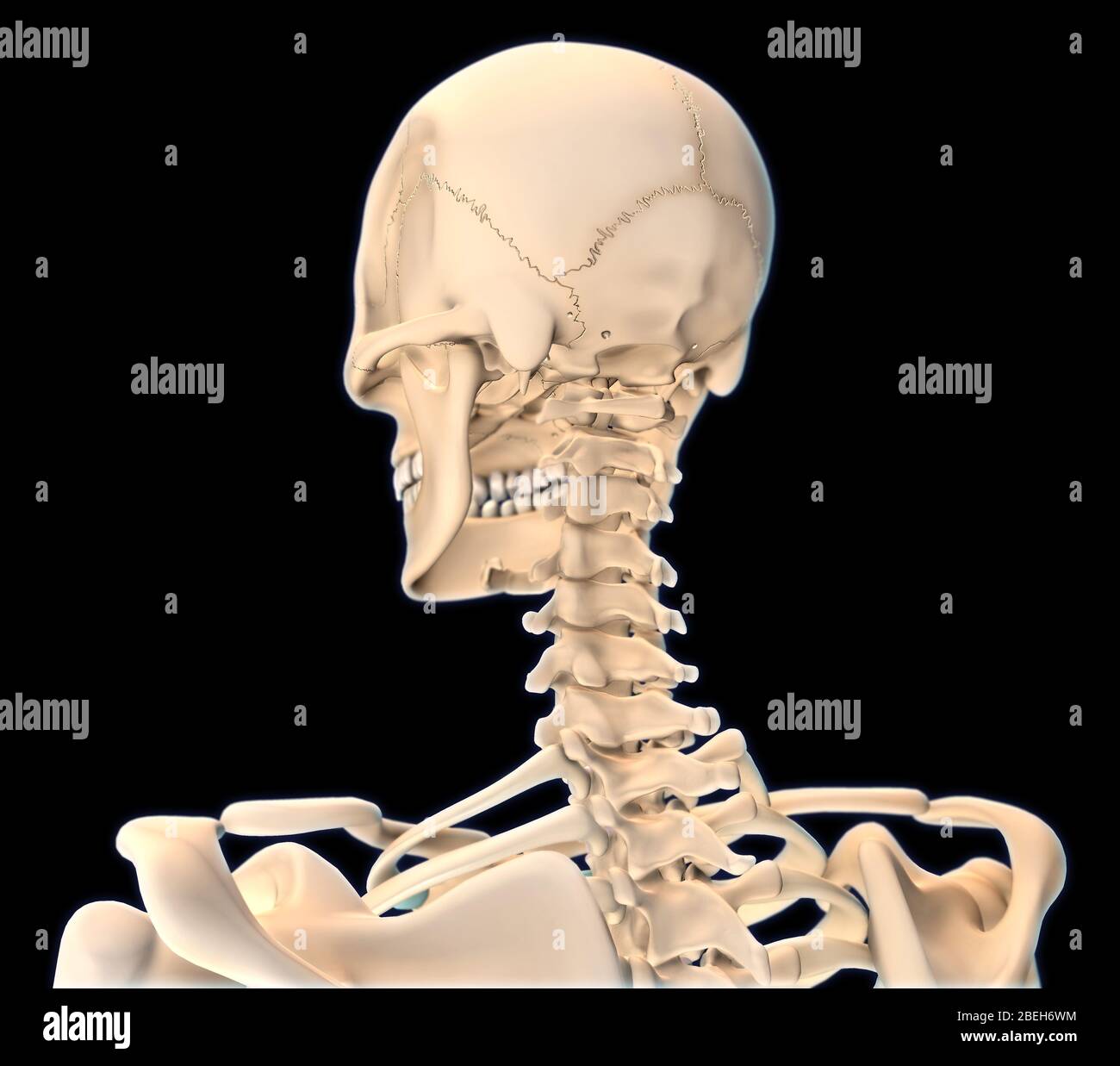 Human Skeleton, Head and Neck Stock Photo - Alamy