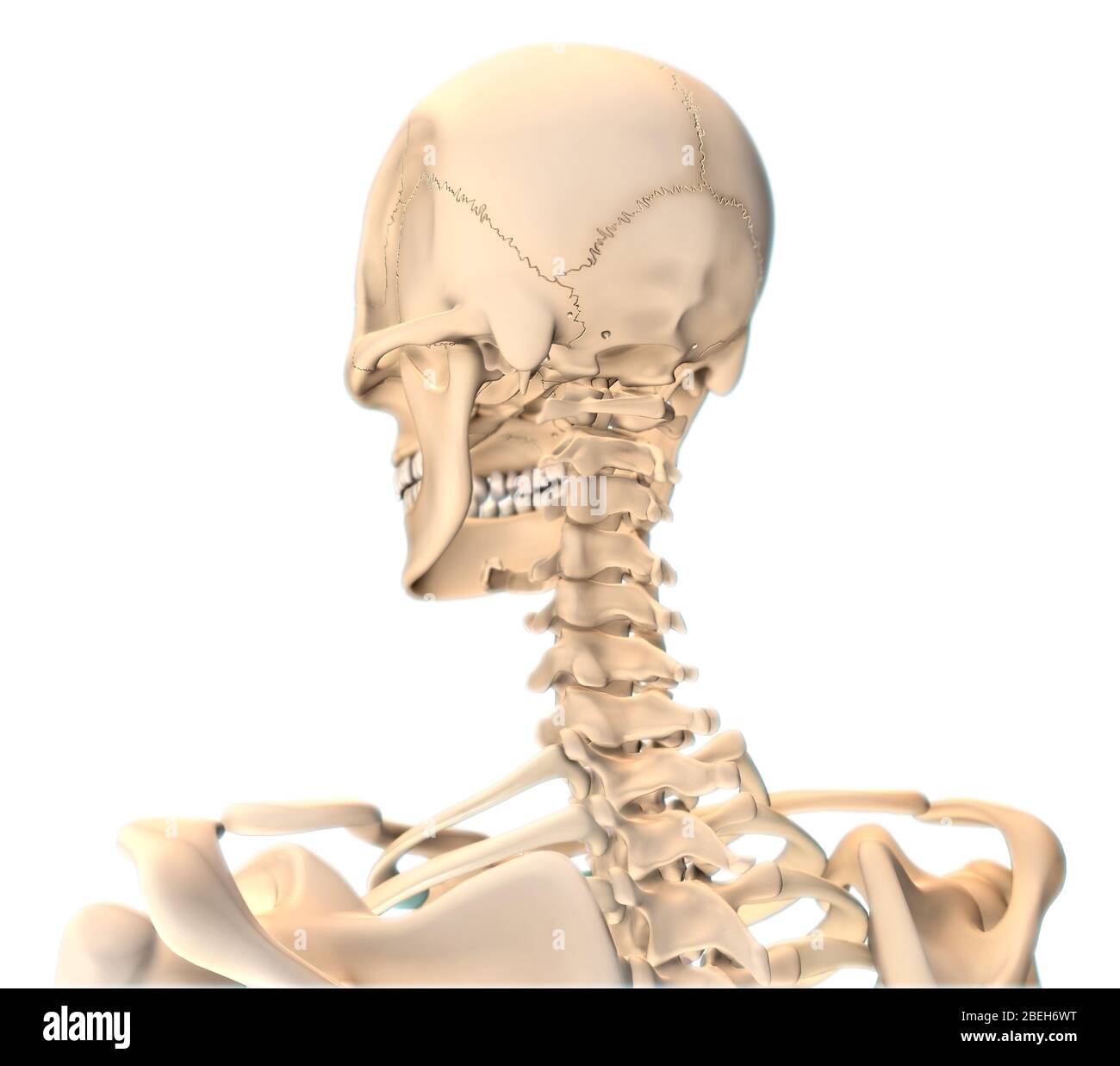 Human Skeleton, Head and Neck Stock Photo - Alamy
