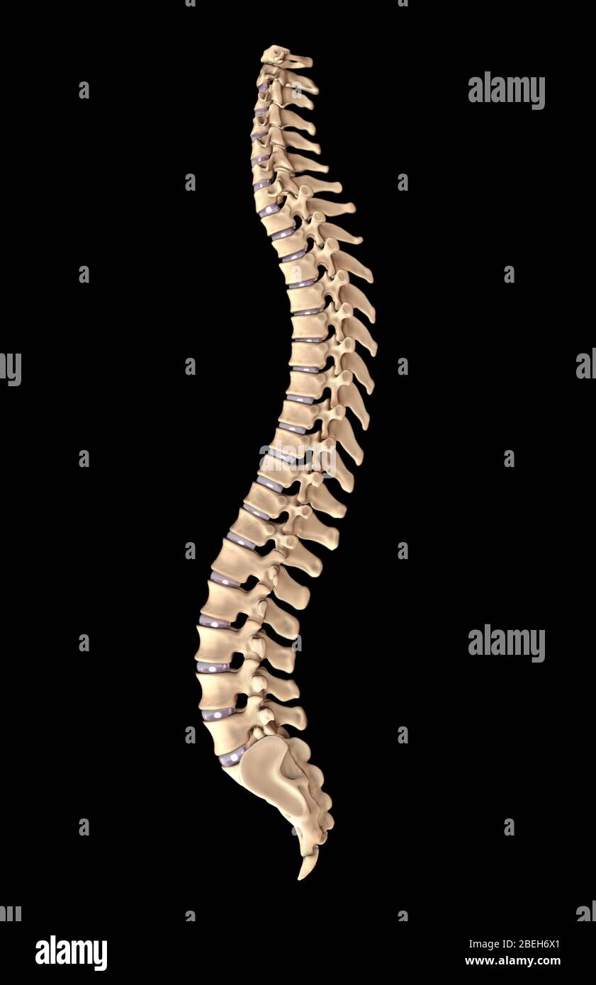 Vertebral column hi-res stock photography and images - Alamy