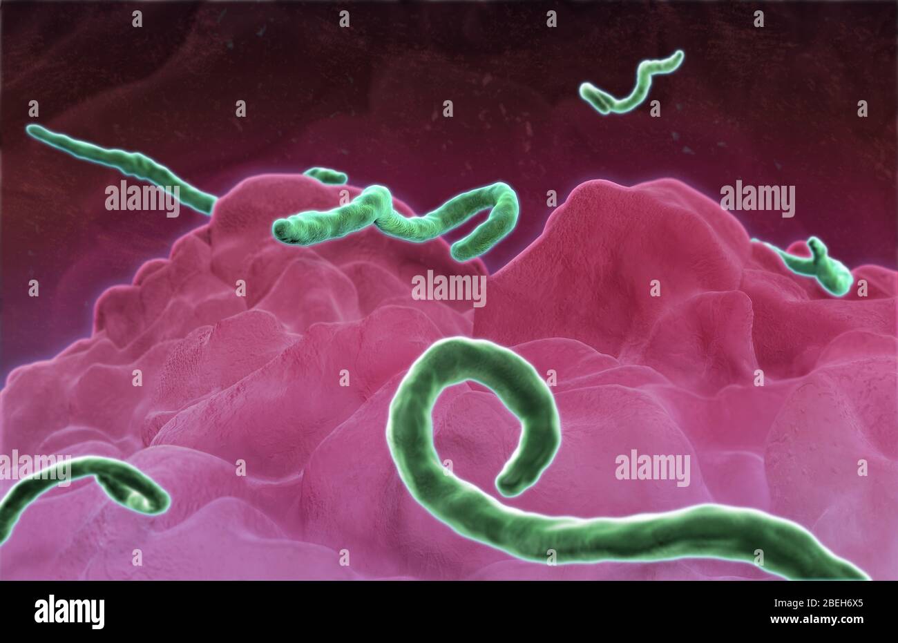 Ebola virus illustration hi-res stock photography and images - Alamy