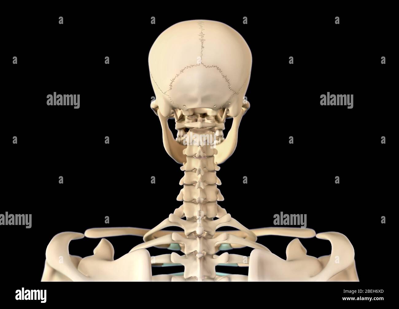 Human Skeleton, Head and Neck Stock Photo - Alamy