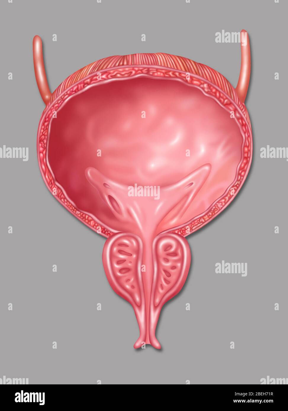 Urinary detrusor muscle hi-res stock photography and images - Alamy