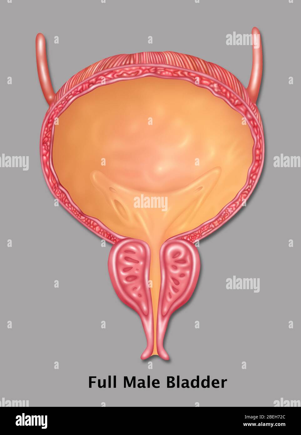 Male Bladder, Illustration Stock Photo - Alamy