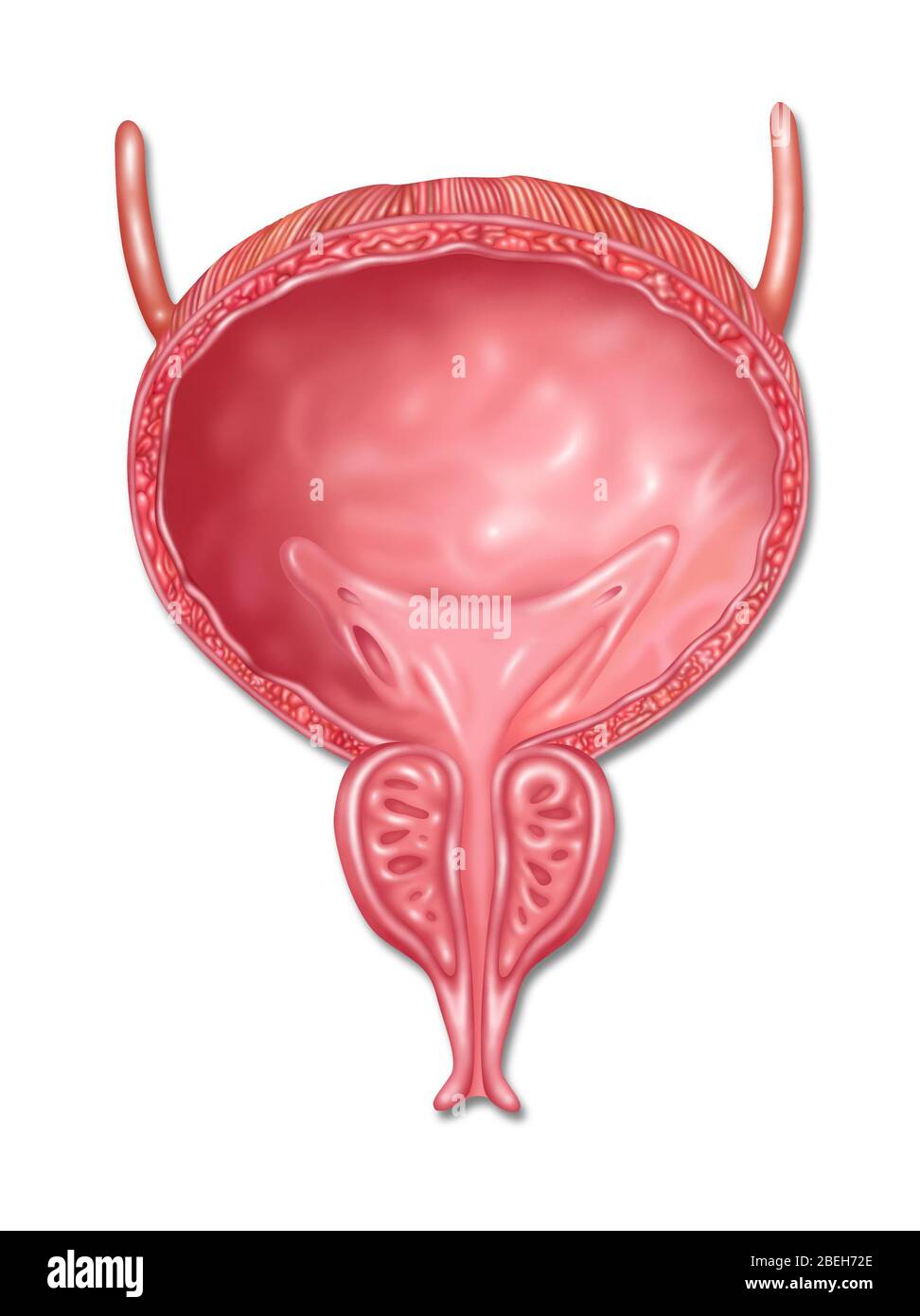 Male bladder illustration hi-res stock photography and images - Alamy