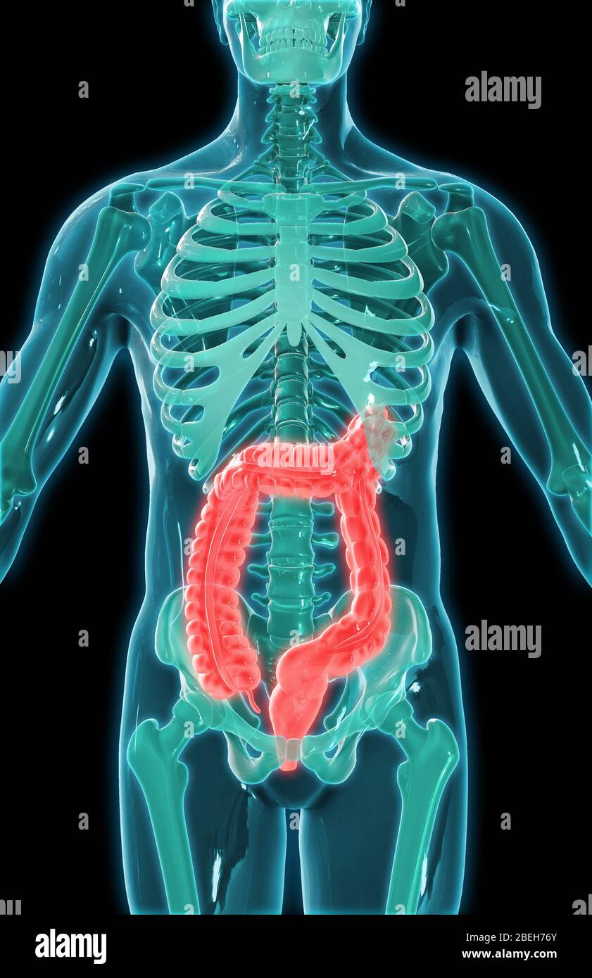 Large intestine illustration hi-res stock photography and images - Alamy
