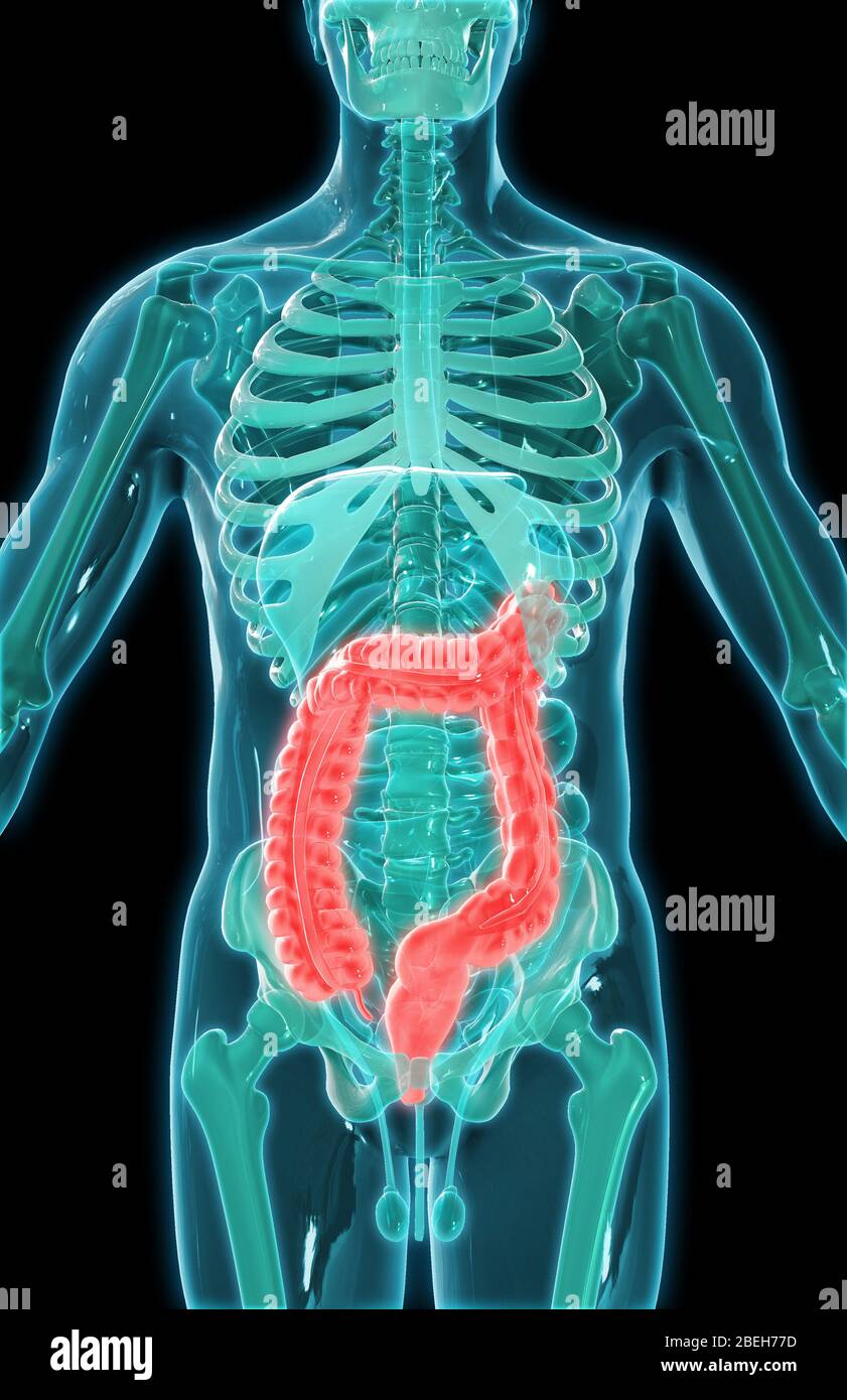 Large Intestine, illustration Stock Photo - Alamy