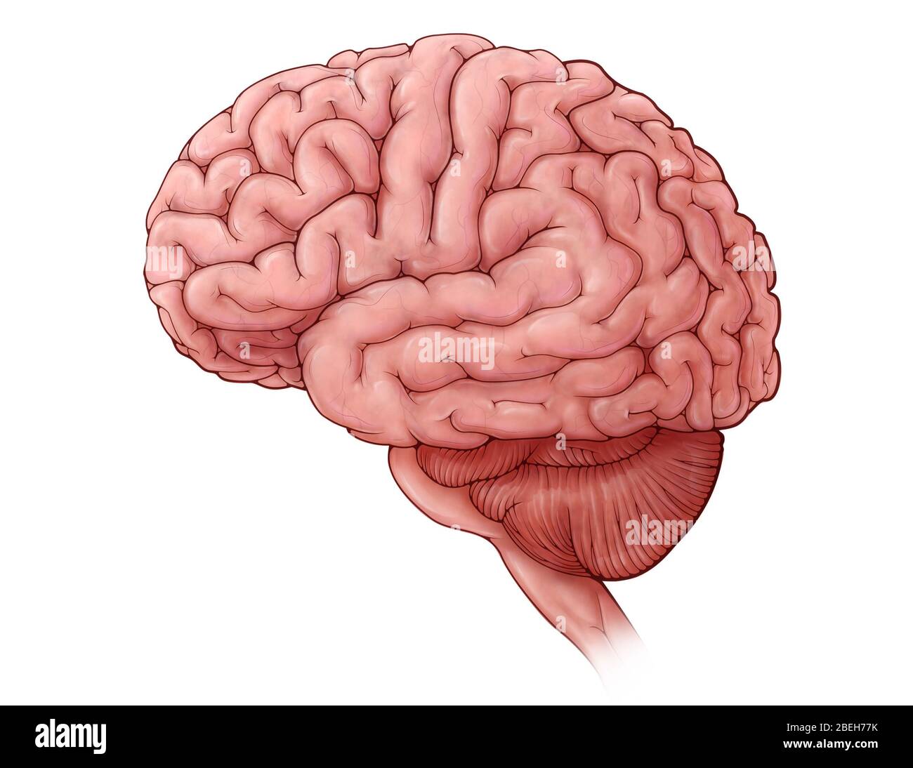 Brain Illustration