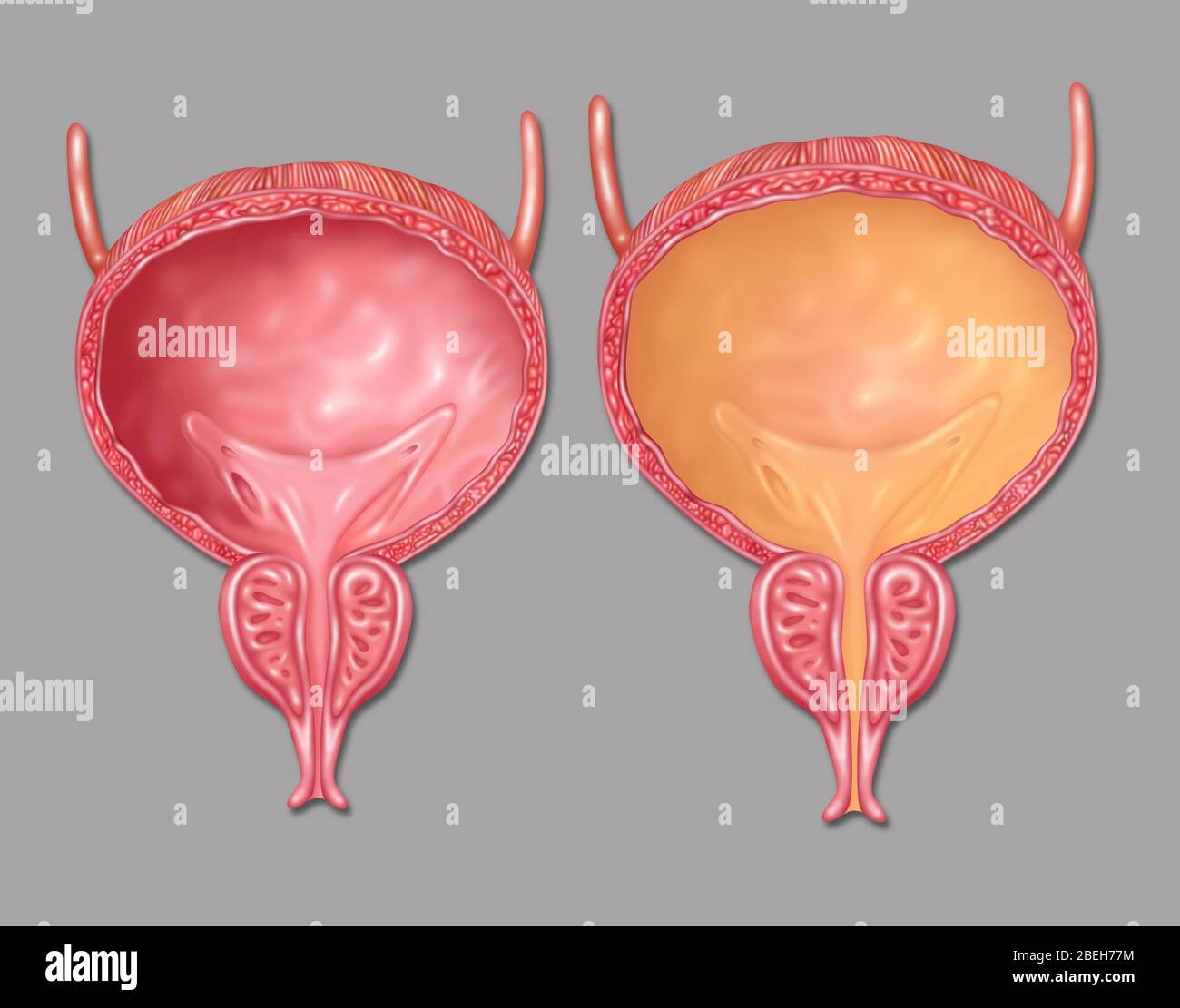 Sphincter muscle hi-res stock photography and images - Alamy