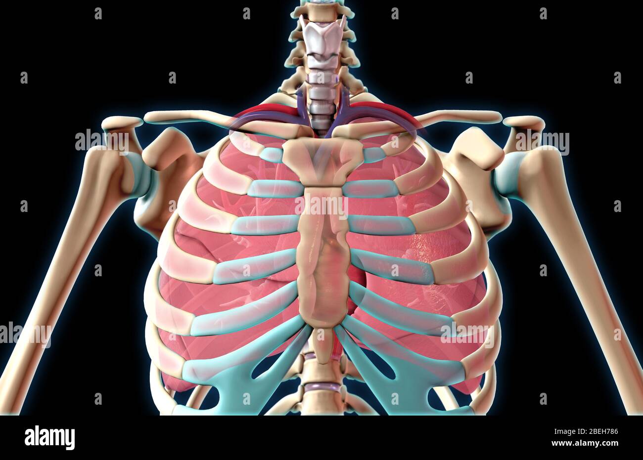 Human Heart, illustration Stock Photo - Alamy