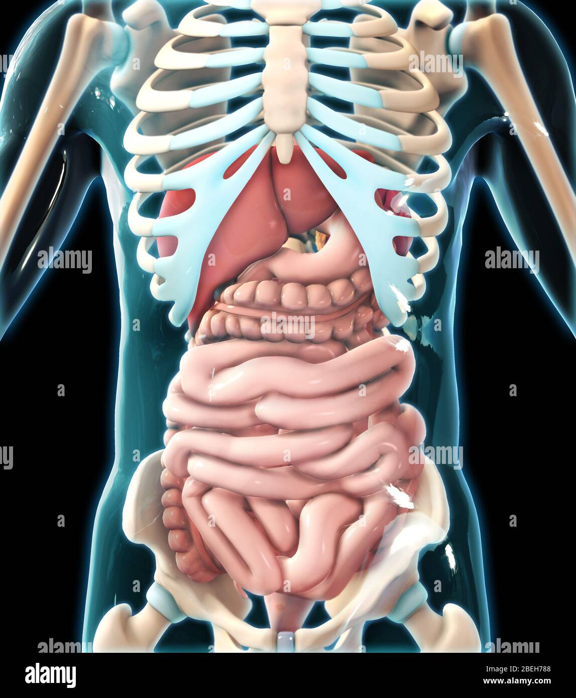 3d body human digestive hi-res stock photography and images - Alamy