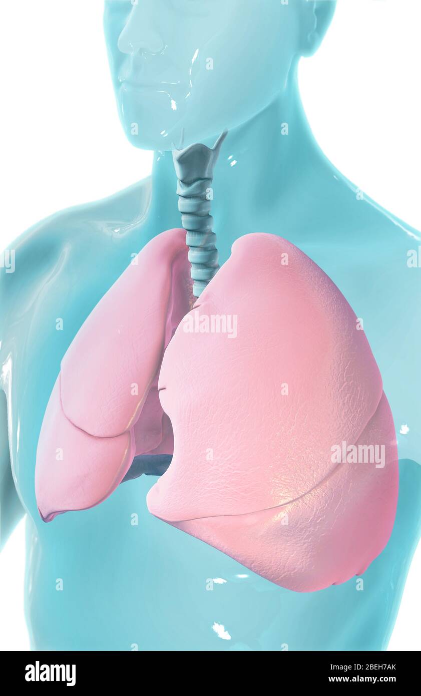 Lungs and Trachea Stock Photo - Alamy