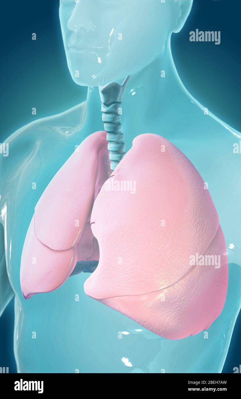 Lungs and Trachea Stock Photo - Alamy