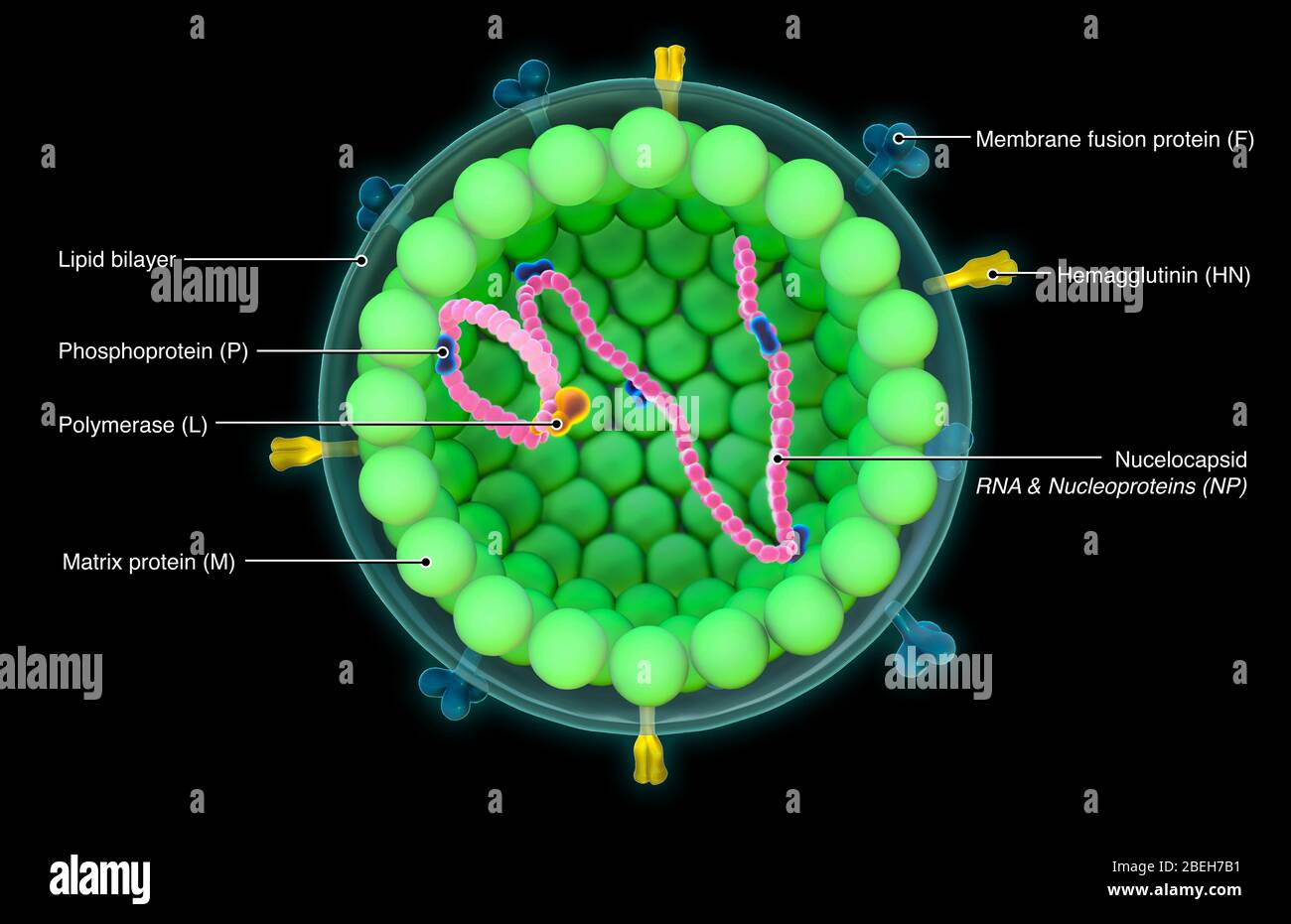 Measles Virus Structure