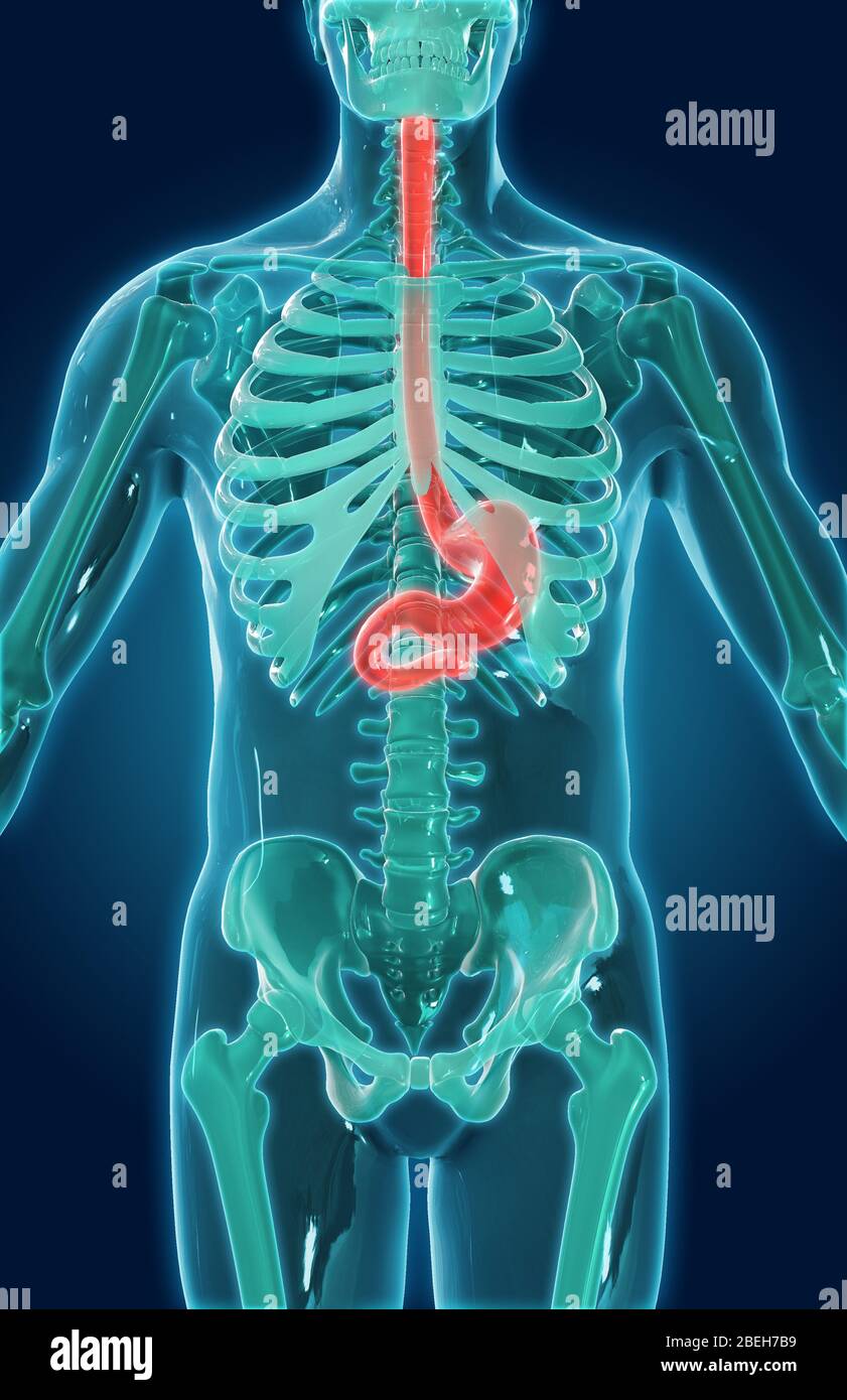 Illustration stomach duodenum hi-res stock photography and images - Alamy