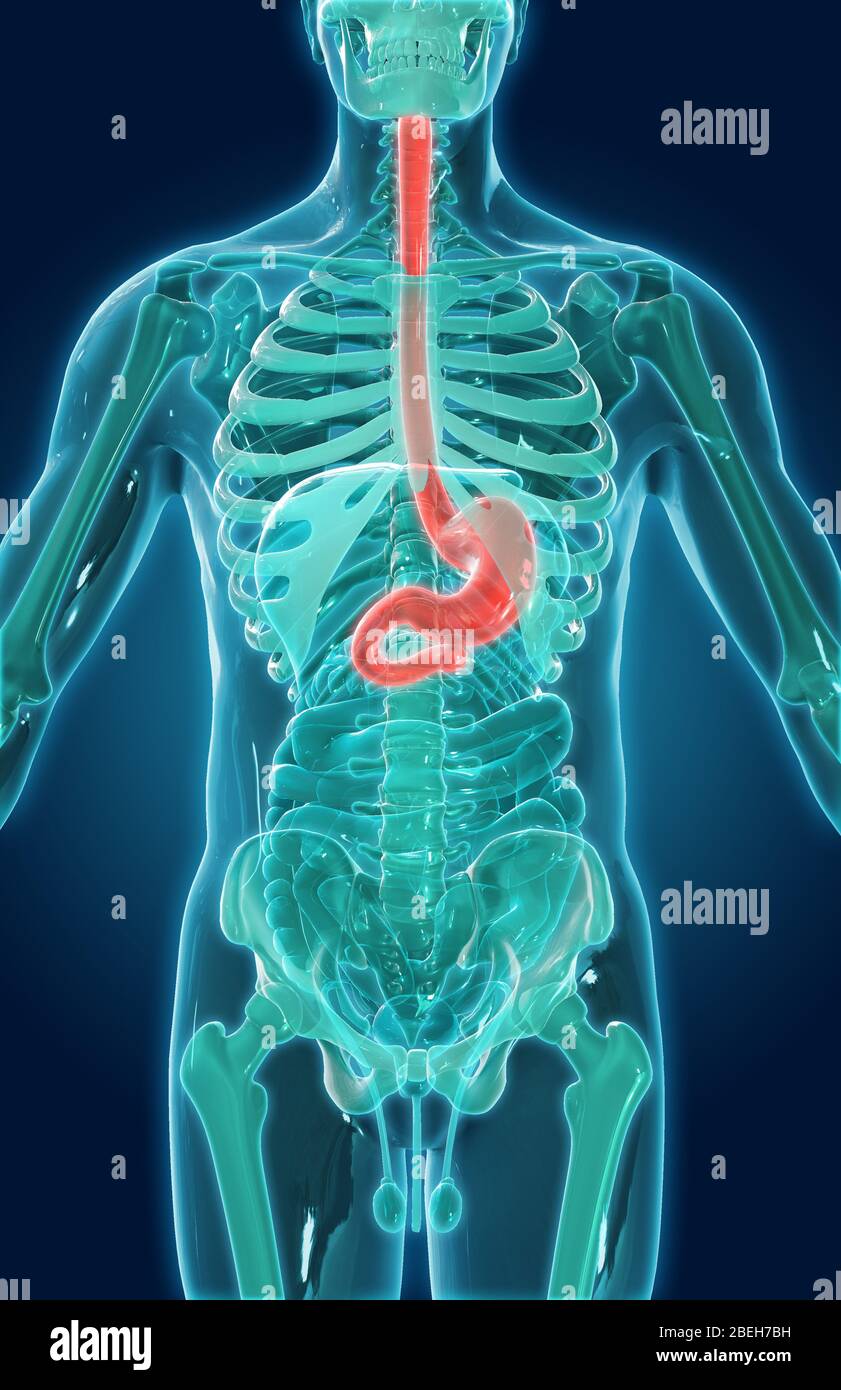 Gastrointestinal tract illustration hi-res stock photography and images ...