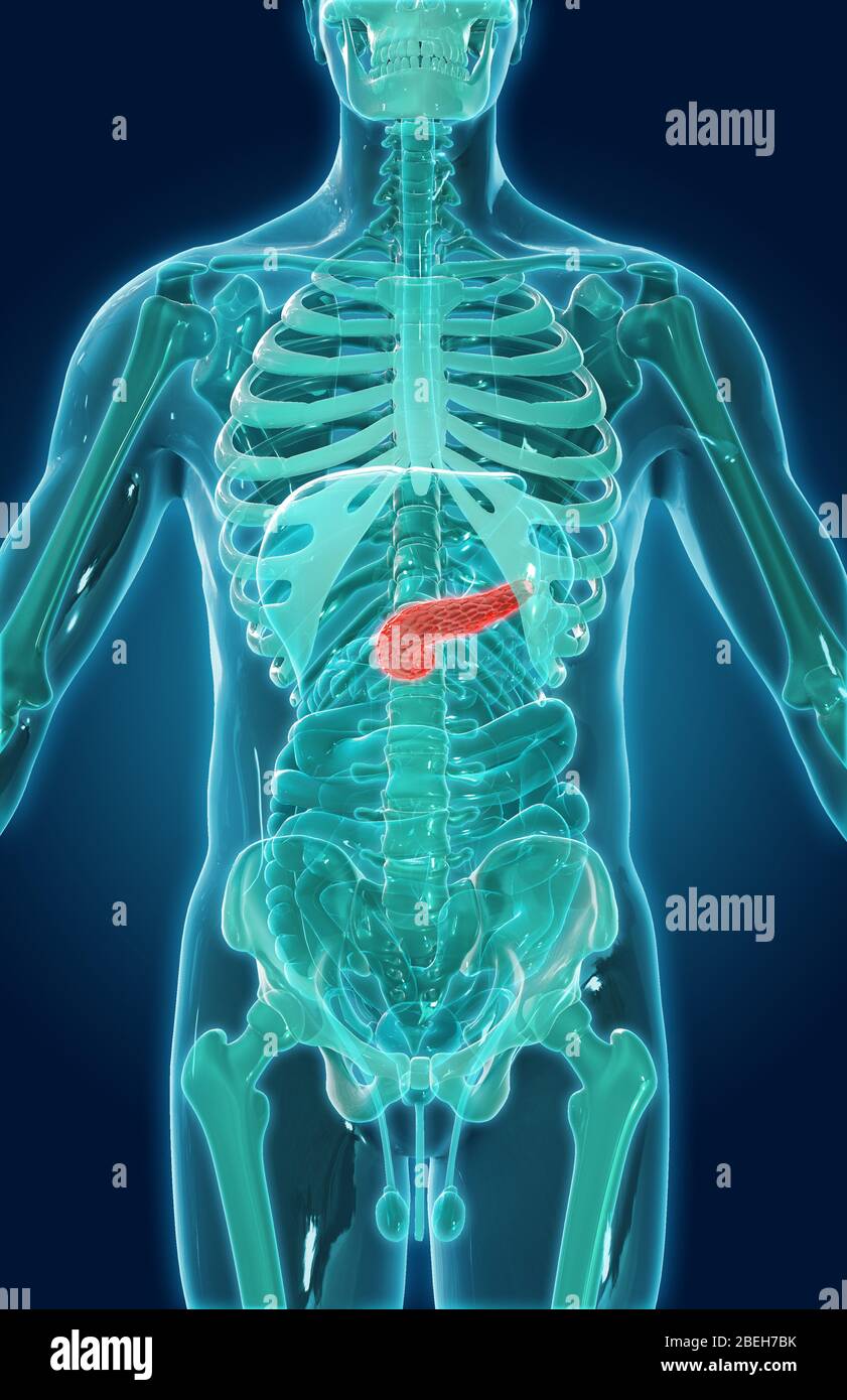 Pancreas anatomy hi-res stock photography and images - Alamy