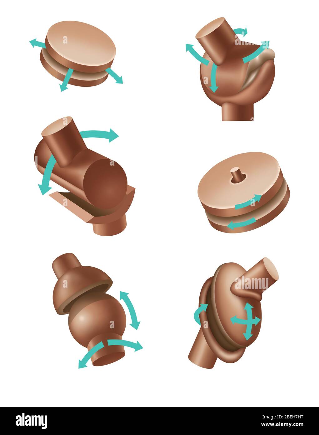 Ball socket joint anatomy hi-res stock photography and images - Alamy
