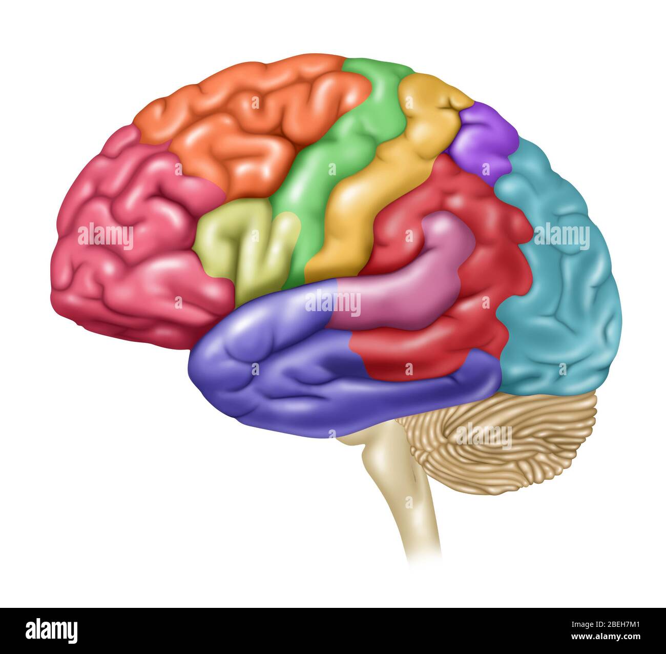 Central Sulcus High Resolution Stock Photography and Images - Alamy