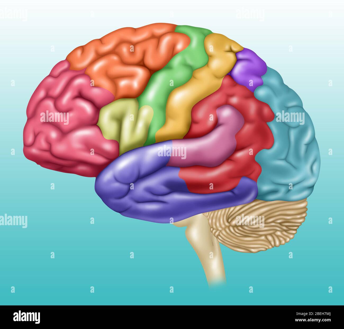 Brain, Lateral View, Illustration Stock Photo - Alamy