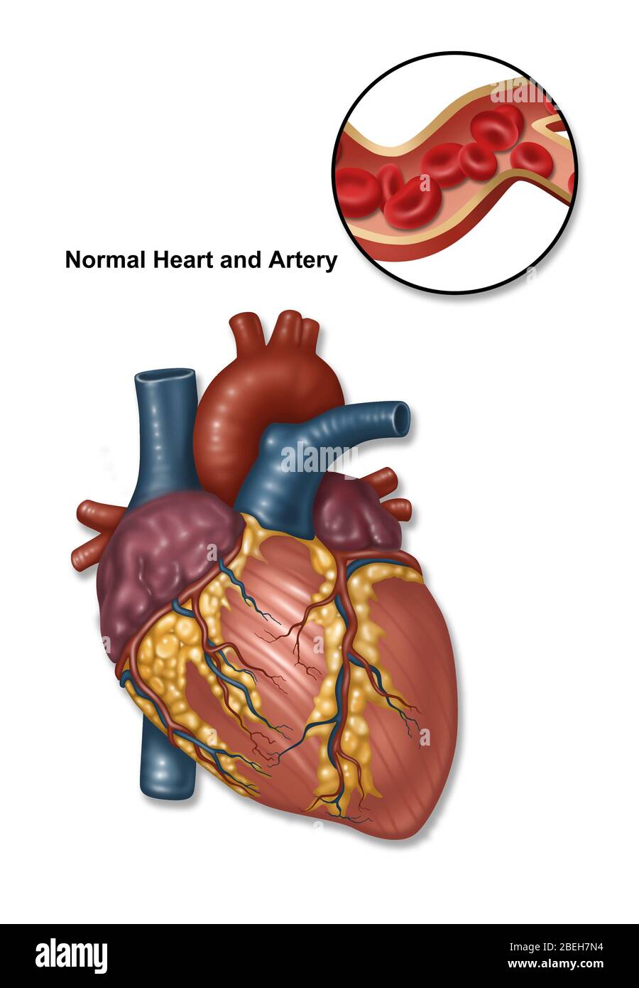 Normal Heart and Artery, Illustration Stock Photo - Alamy