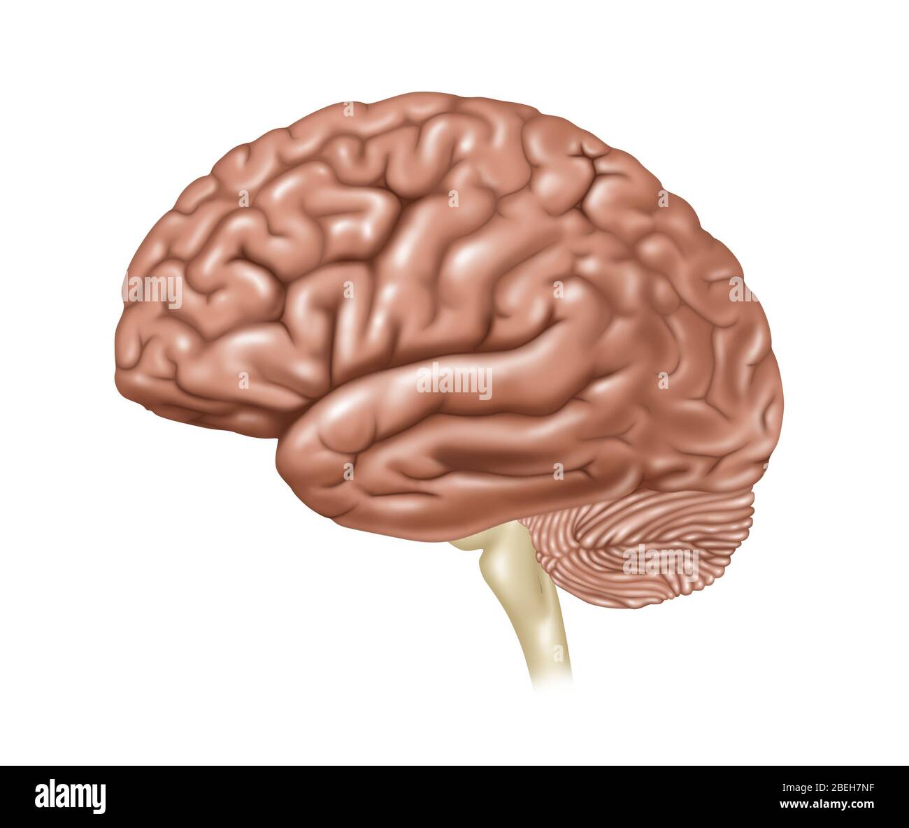 Lateral View Of The Brain