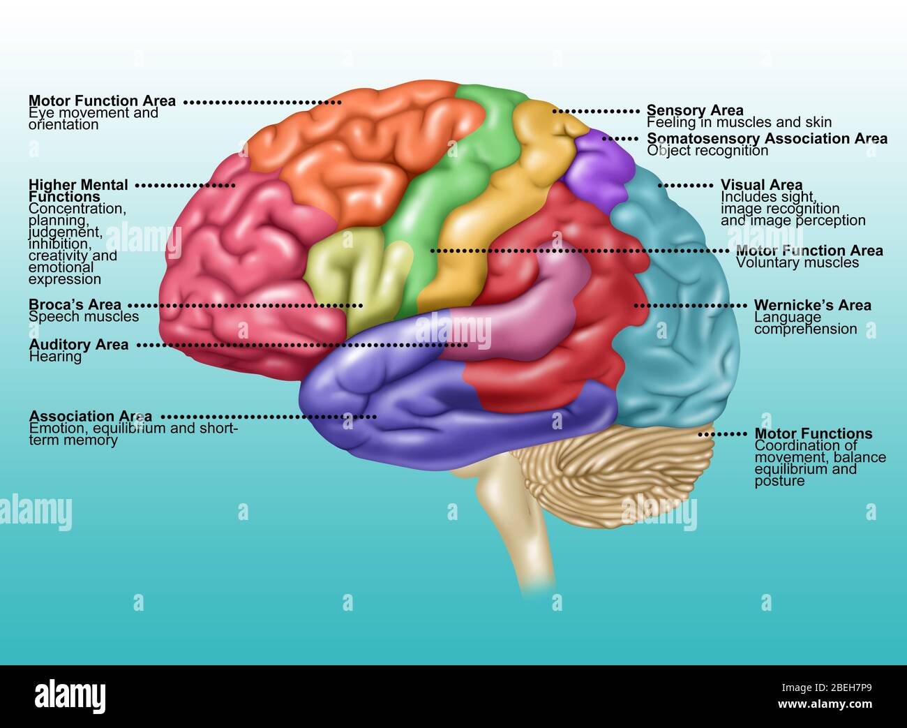 Brocas area hi-res stock photography and images - Alamy