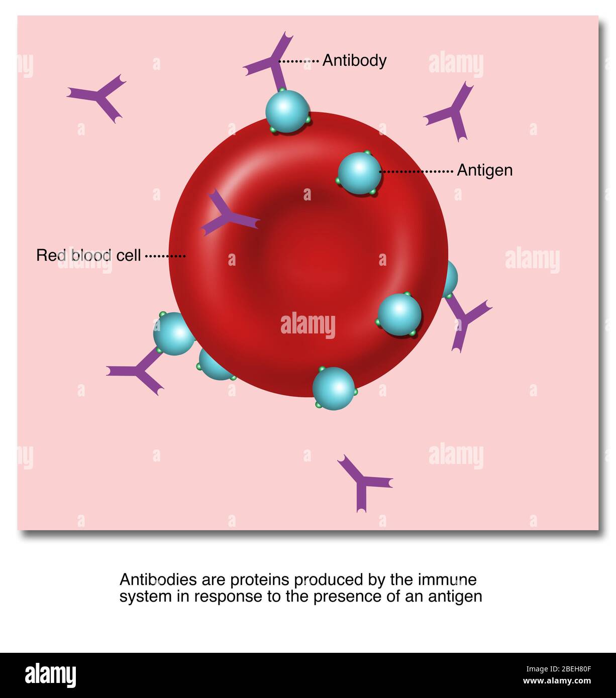 Blood Antigens And Antibodies Blood Antigens And Antibodies