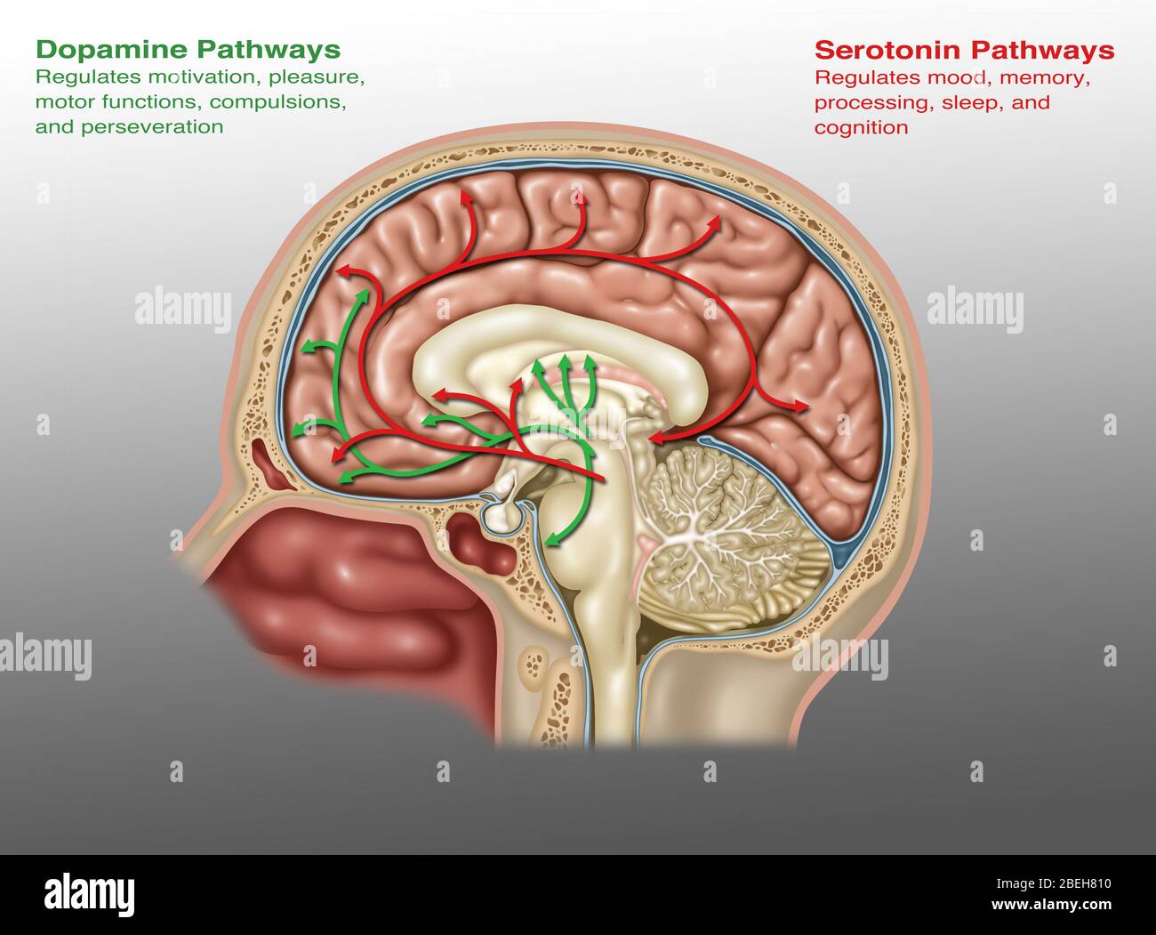 How Serotonin Works In The Brain
