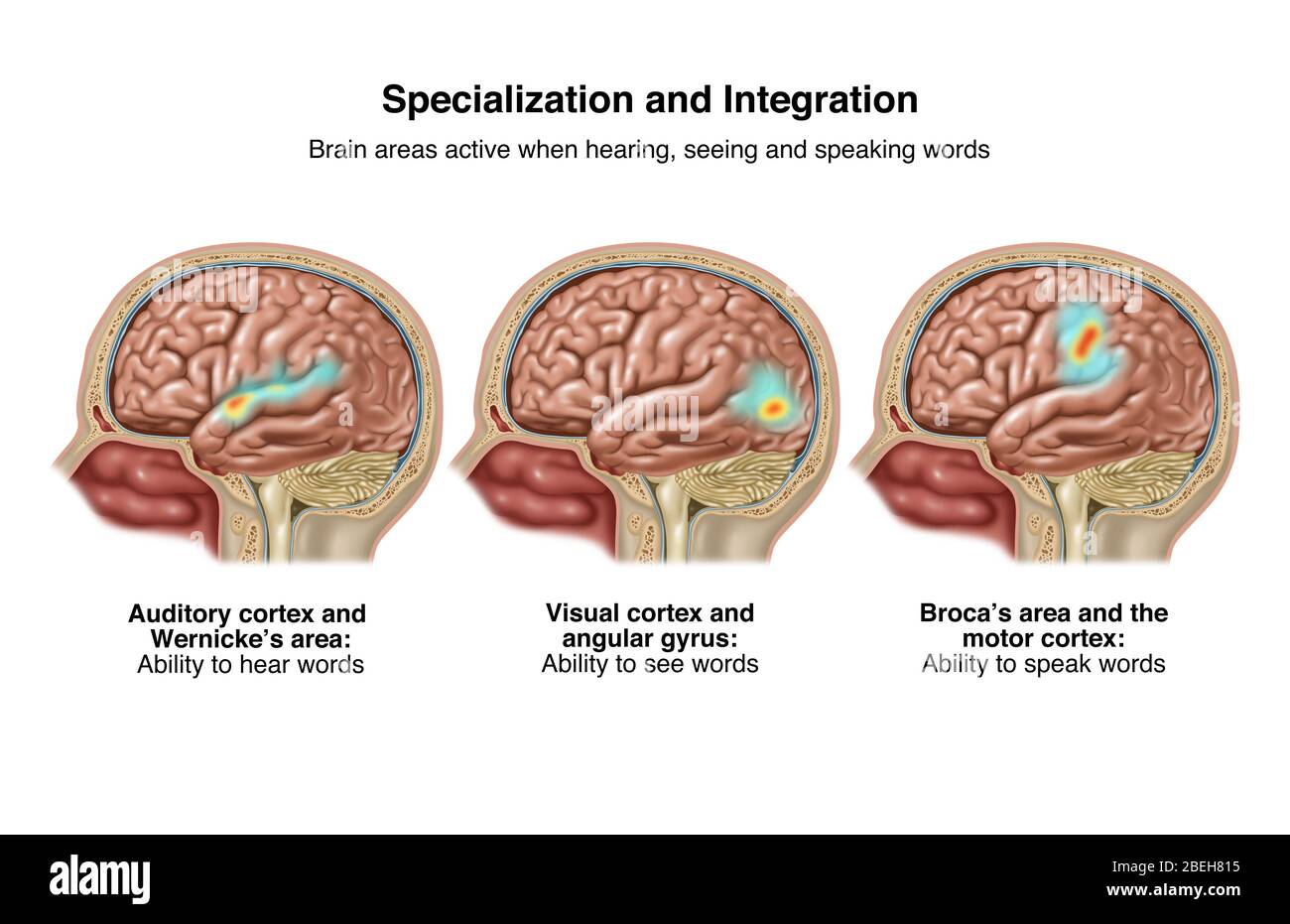 Language Areas of the Brain, Illustration Stock Photo - Alamy