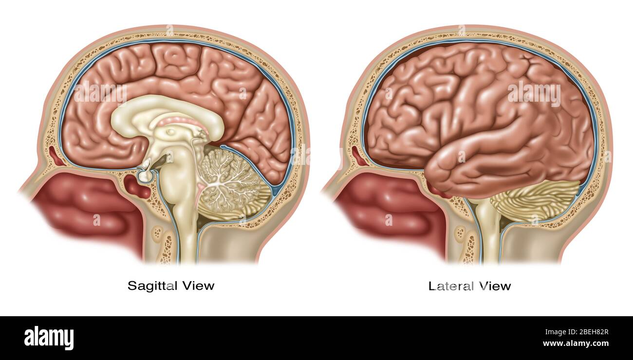 Sagittal Brain