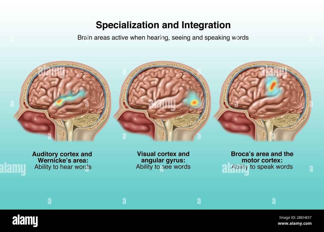 Language Areas of the Brain, Illustration Stock Photo - Alamy