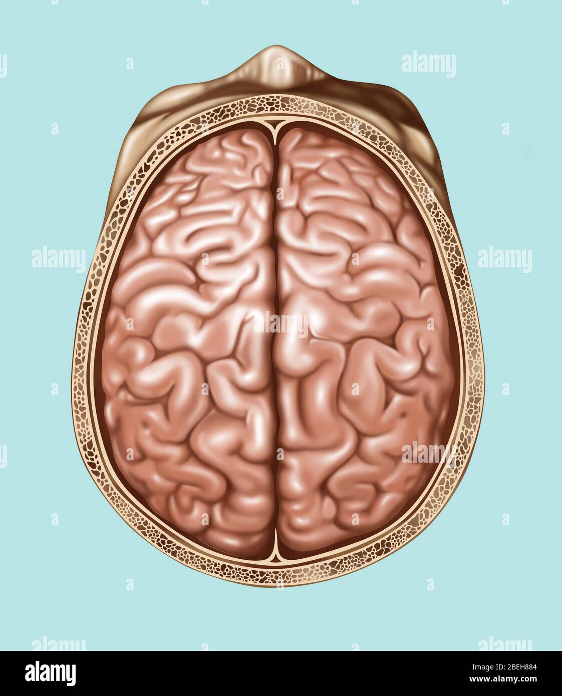 Top View of Normal Brain, Illustration Stock Photo - Alamy