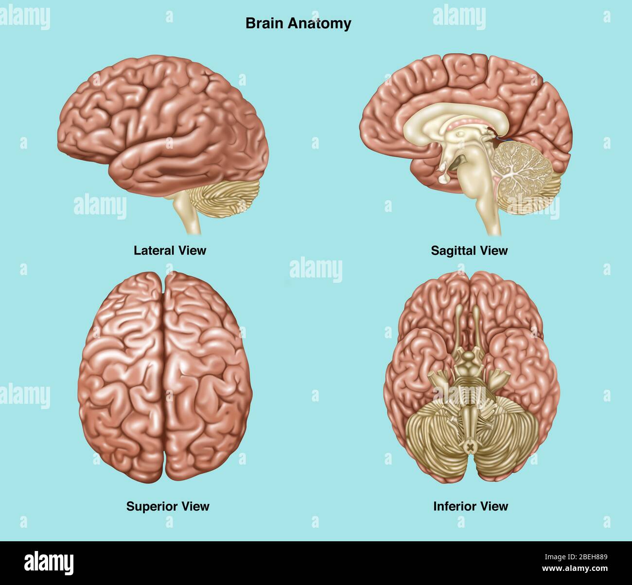 Brain Anatomy, Illustration Stock Photo - Alamy